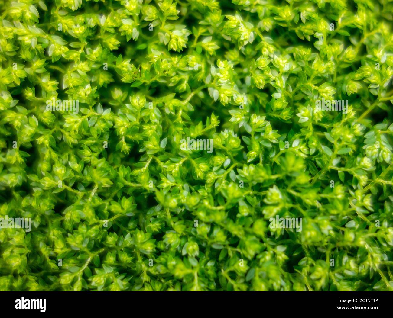 Selaginella spikemoss hi-res stock photography and images - Alamy