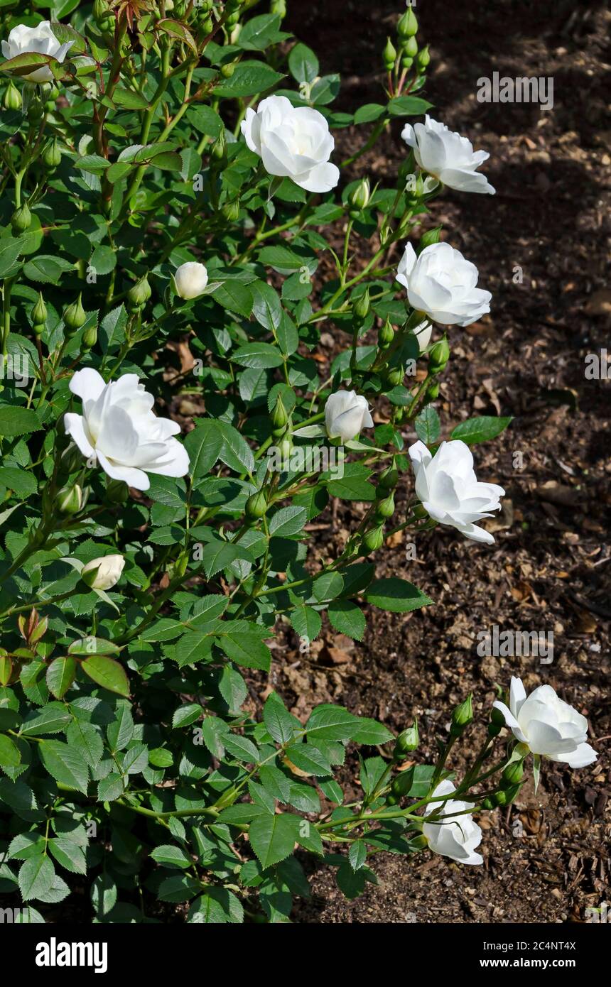 Photo of a rose bush with blooming white color for greeting in a nature ...