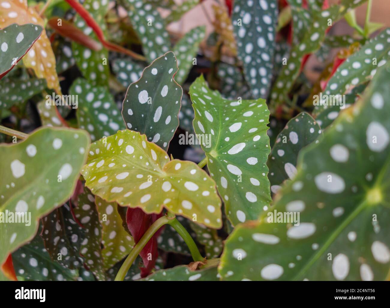 Begonia maculata hi-res stock photography and images - Alamy