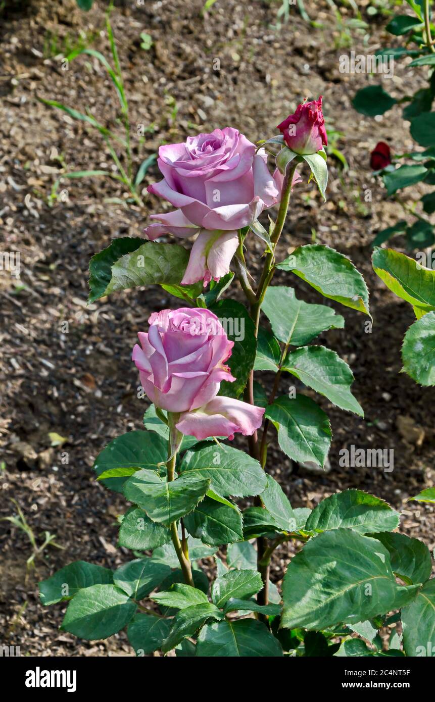 Photo of a rose bush with blooming lilac color for greeting in a nature ...