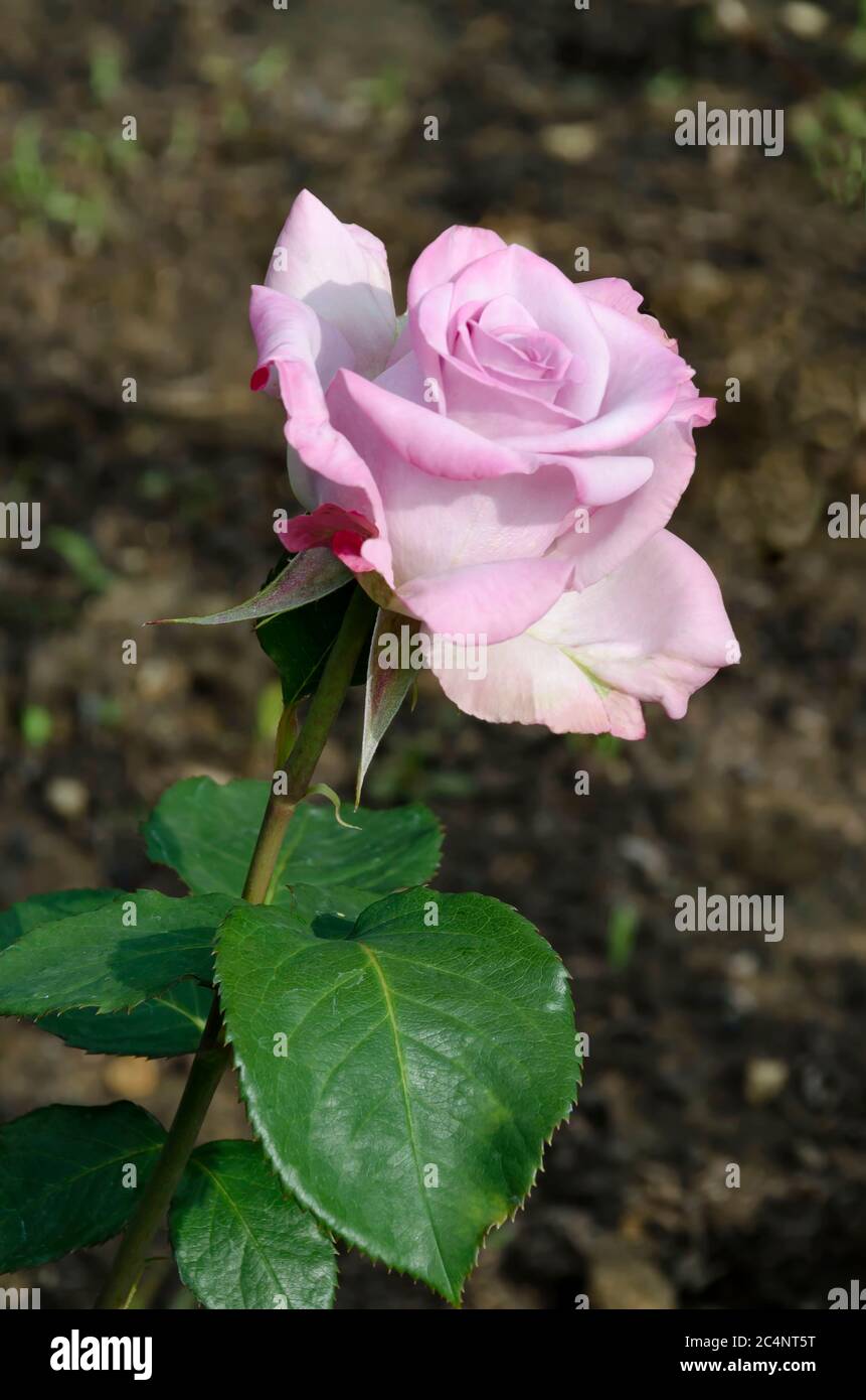 Photo of a rose bush with blooming lilac color for greeting in a nature ...