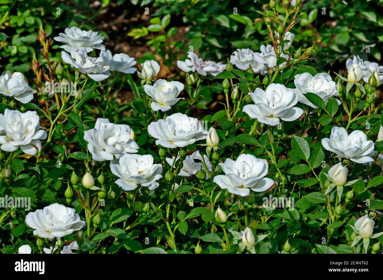 Photo of a rose bush with blooming white color for greeting in a nature ...
