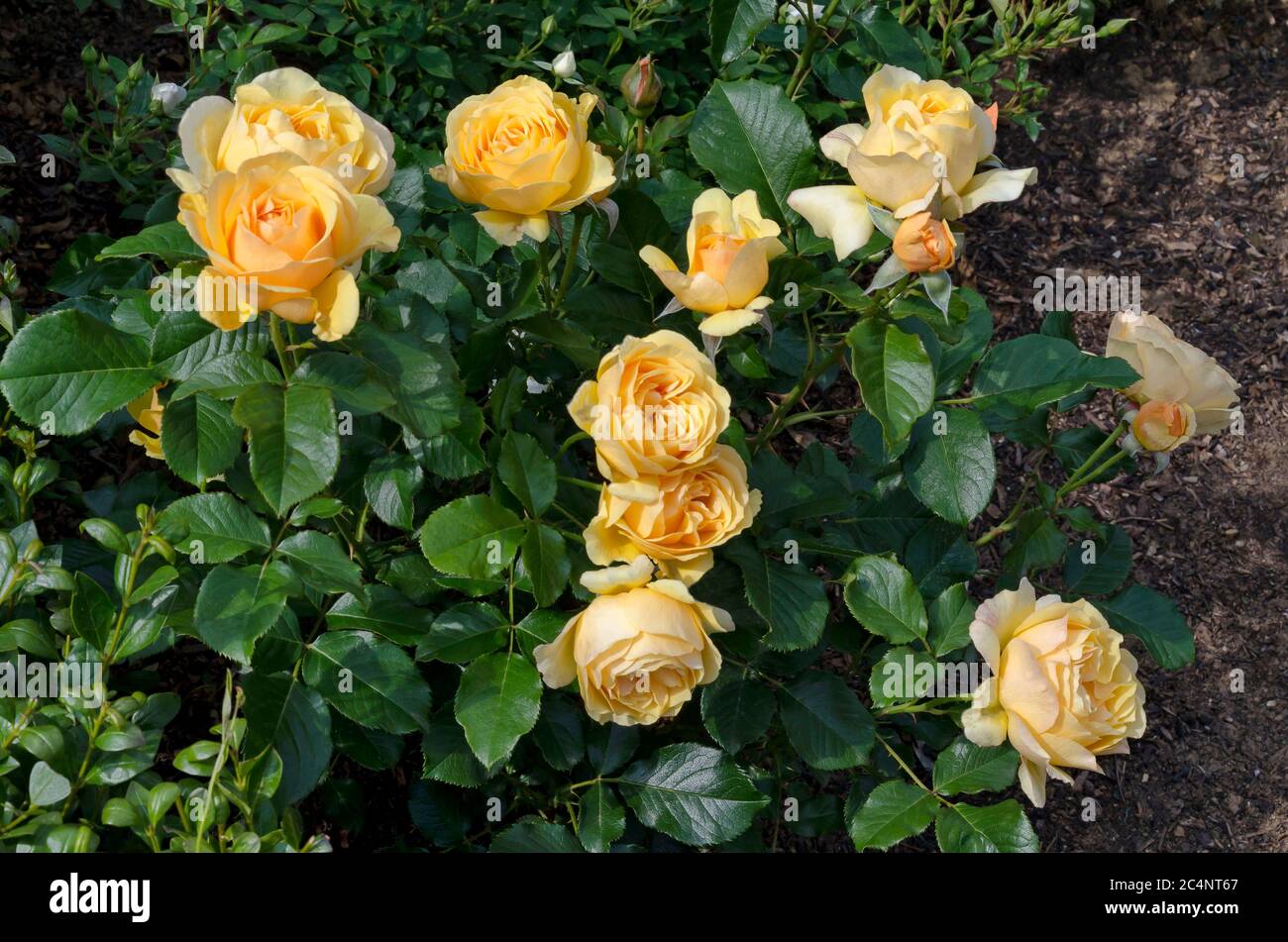 Photo of a rose bush with blooming yellow color for greeting in a ...