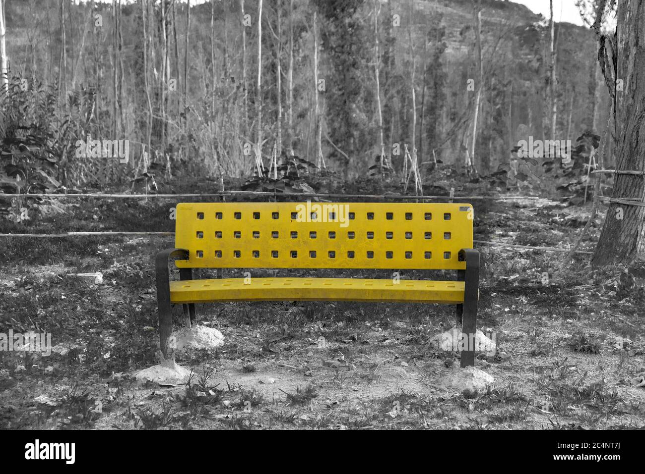 Yellow bench isolated on a grayscale forest background Stock Photo - Alamy