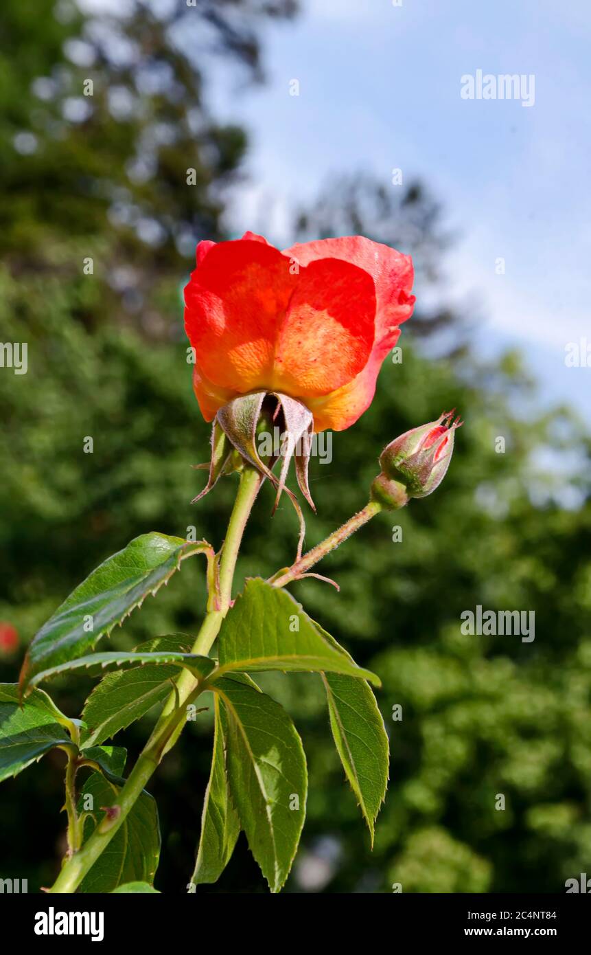 Photo of a rose bush with blooming orange color for greeting in a ...