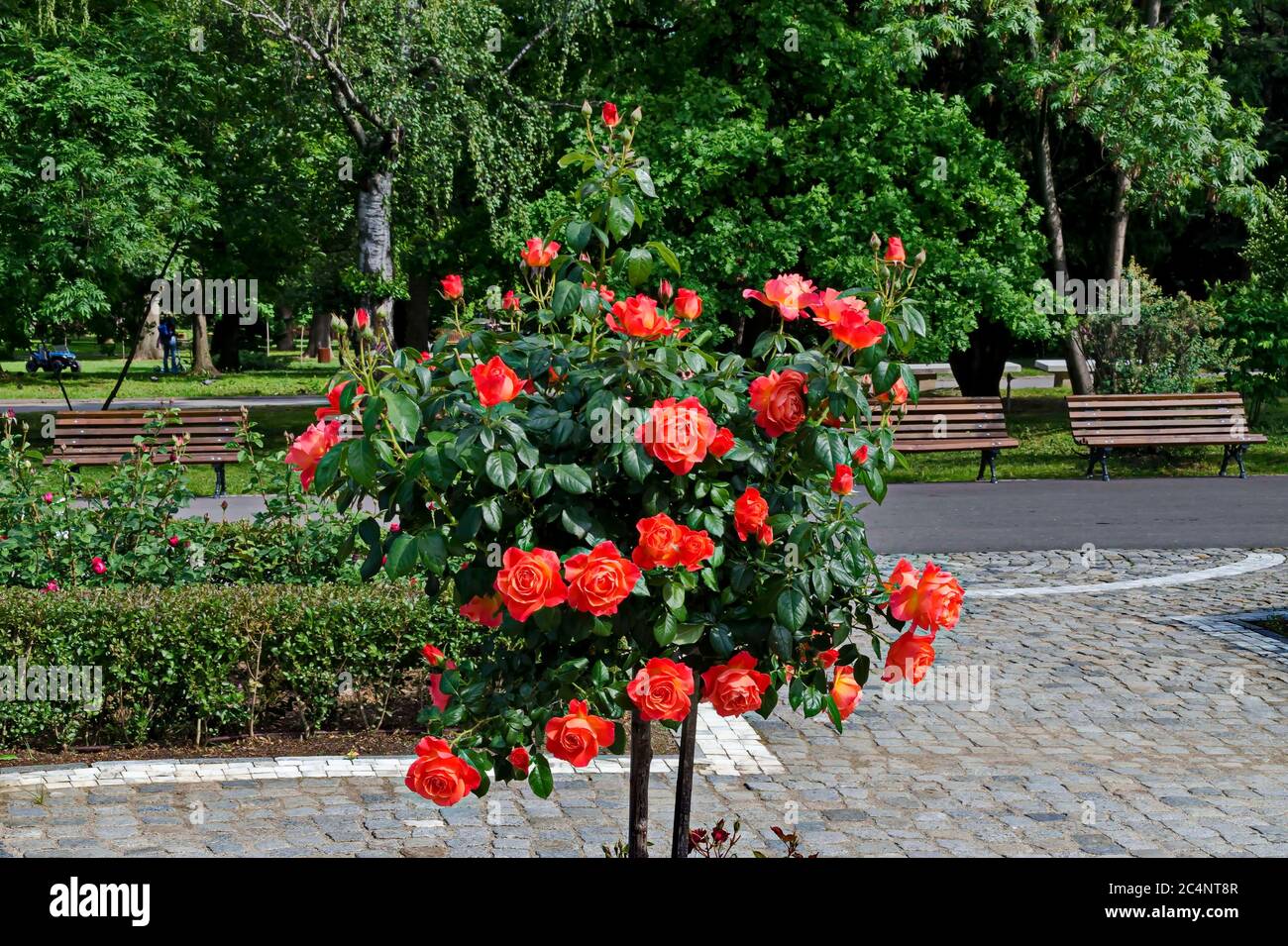 Photo of a rose bush with blooming orange color for greeting in a ...