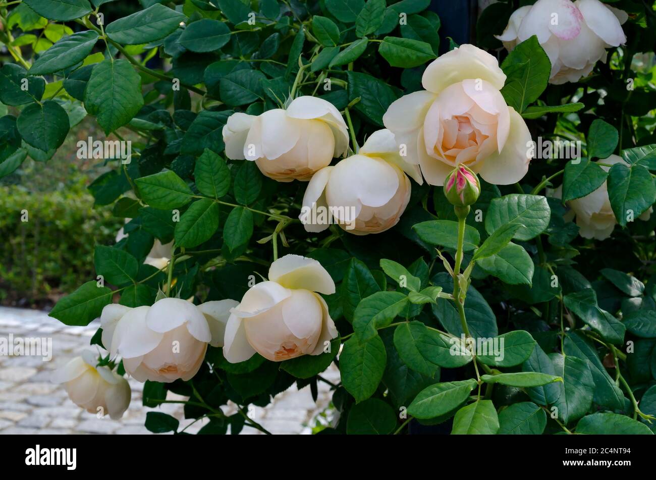 Photo of a rose bush with blooming beige color for greeting in a nature ...