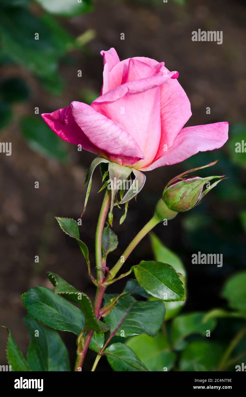 Photo of a rose bush with blooming pink color for greeting in a nature ...