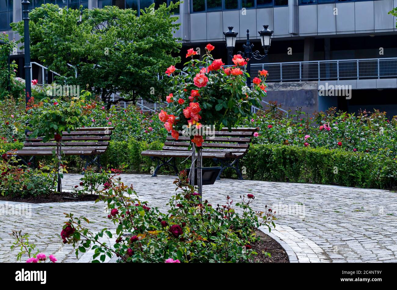 Photo of a rose bush with blooming orange color for greeting in a ...