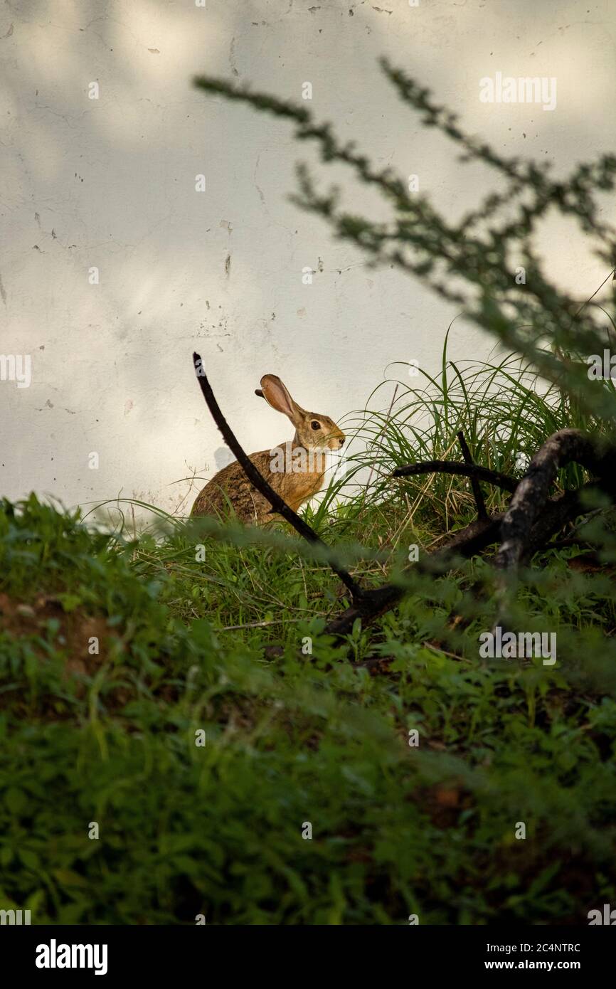 Bella rabbit hi-res stock photography and images - Alamy