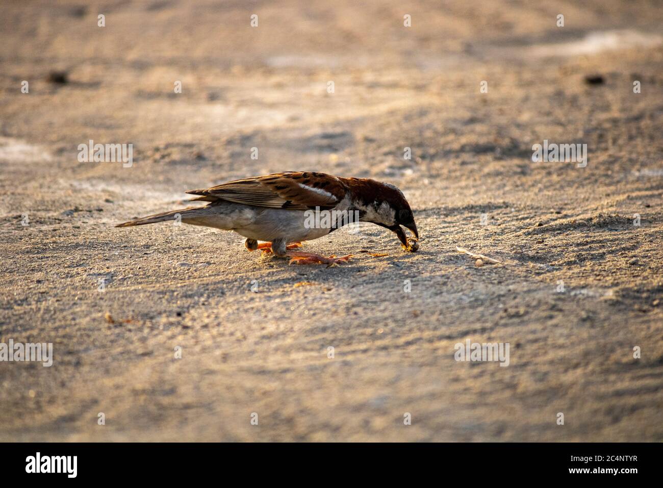 Indian sparrow hi-res stock photography and images - Alamy