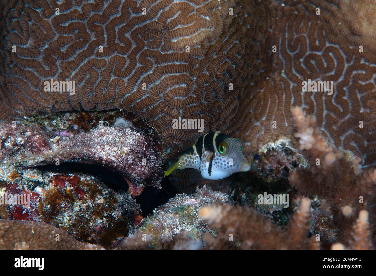 Crown toby, Canthigaster coronata, close to a merulinidae coral ...