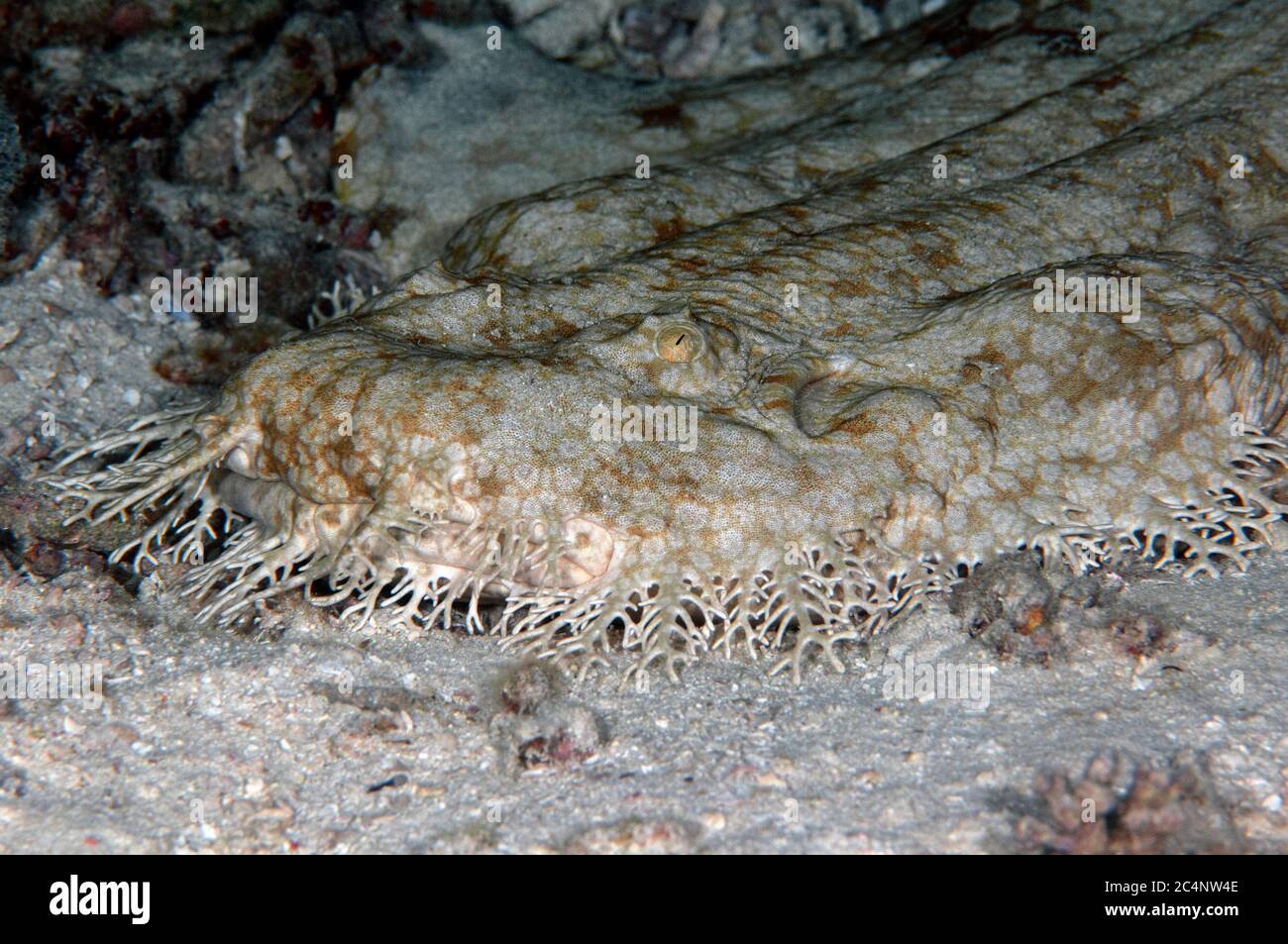 Tasselled wobbegong shark, Eucrossorhinus dasypogon, Heron Island ...