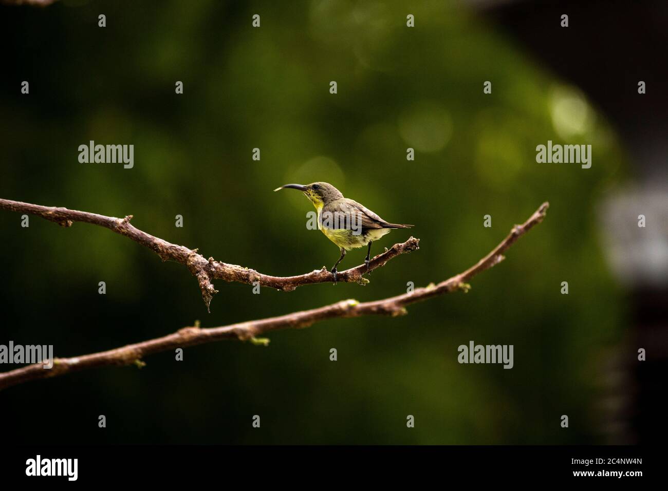 Olive sunbird hi-res stock photography and images - Alamy
