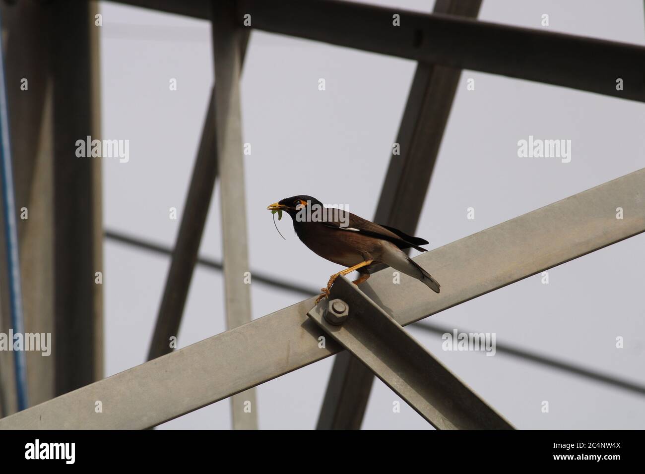 Common mayna hi-res stock photography and images - Alamy