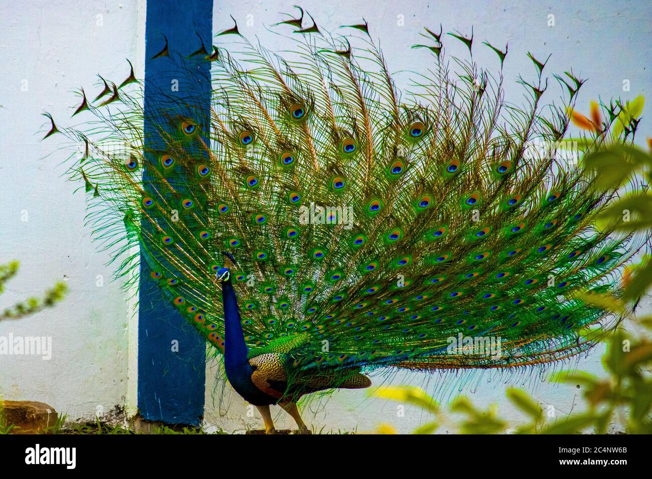 Indian peacock dance hi-res stock photography and images - Alamy