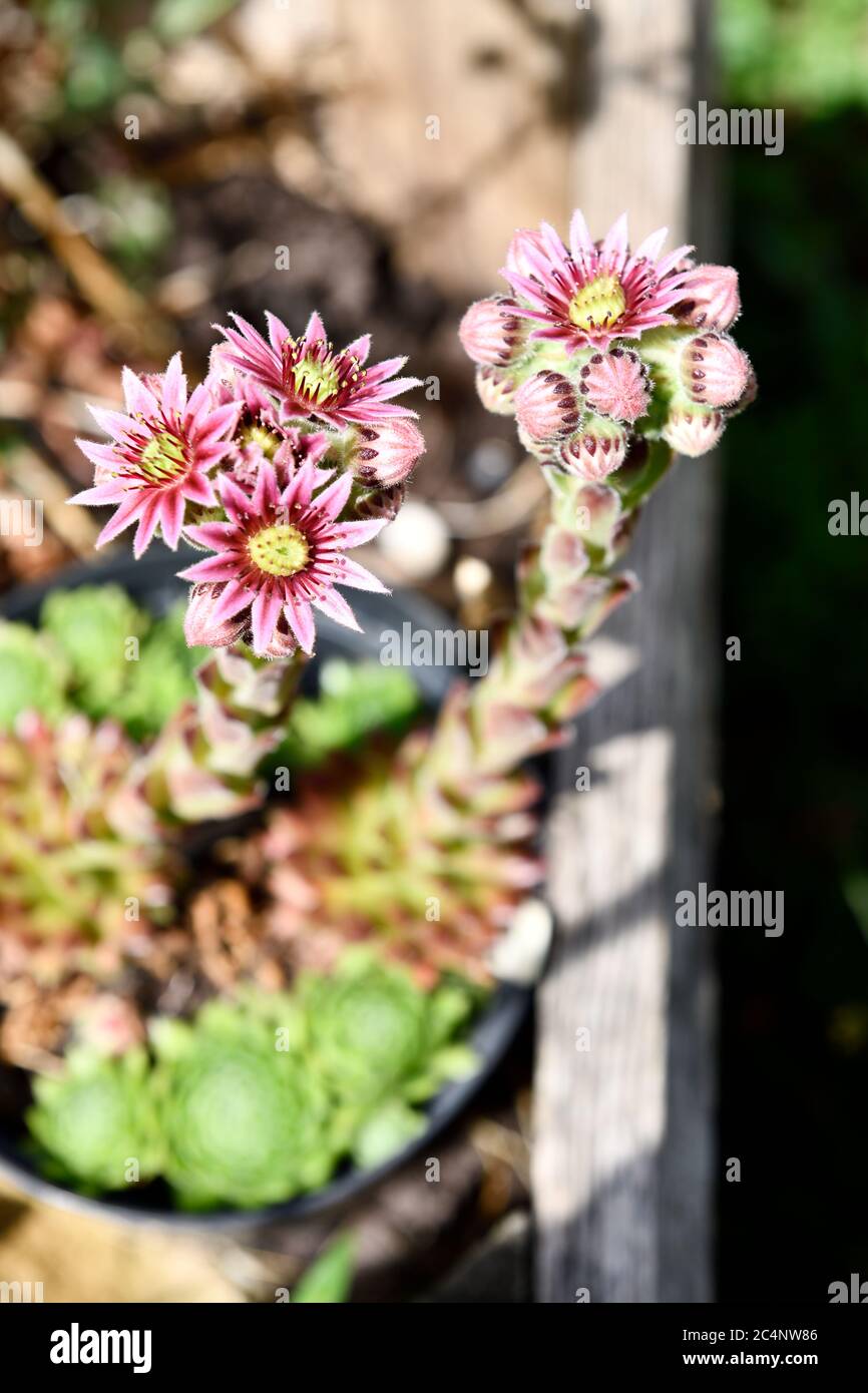 Mountain Houseleek Flower (sempervivum montanum Stock Photo - Alamy