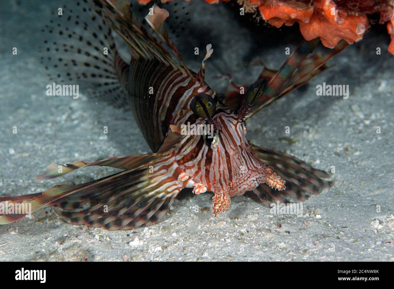 Common lionfish, Pterois volitans, Heron Island, Great Barrier Reef ...