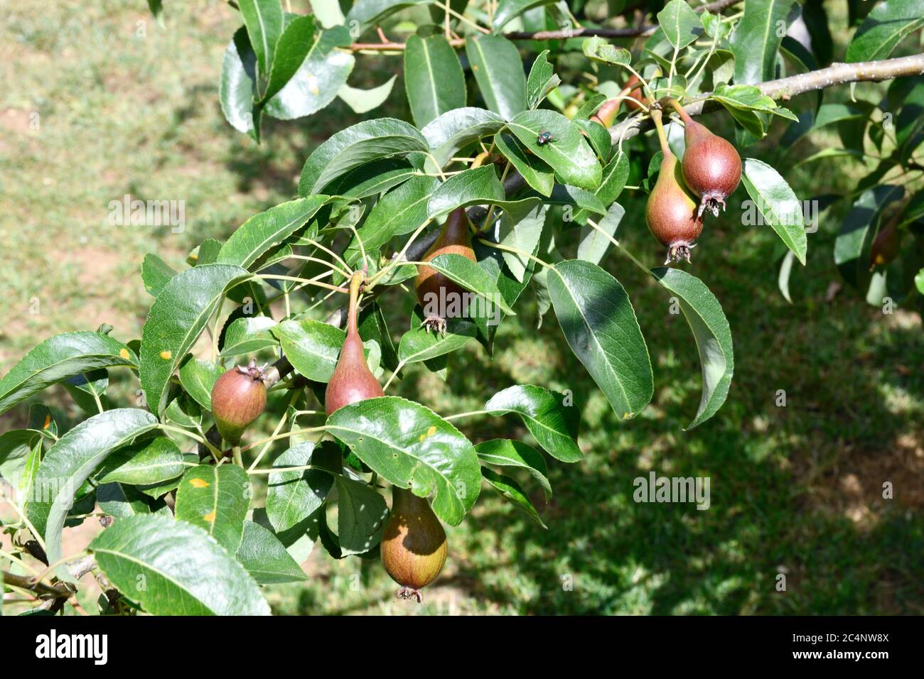 Peartree High Resolution Stock Photography and Images - Alamy