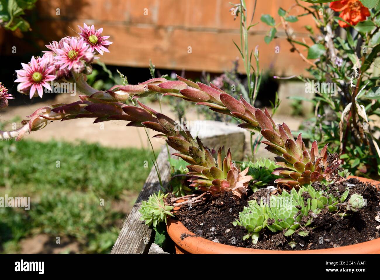 Mountain Houseleek Flower (sempervivum montanum Stock Photo - Alamy
