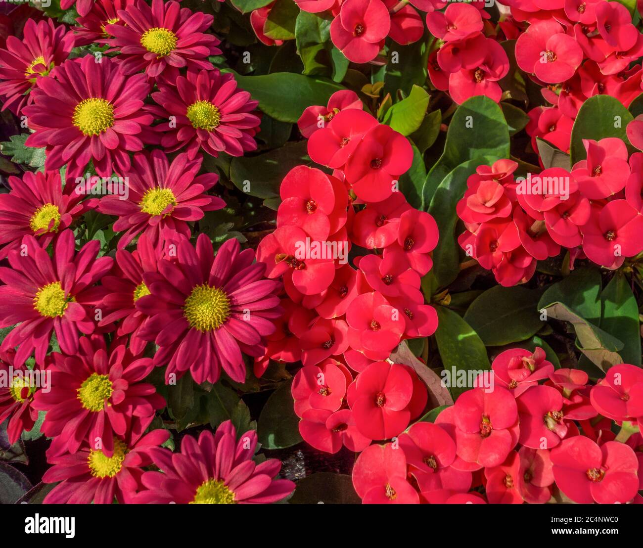 full frame closeup shot of some bright red colored flowers Stock Photo ...