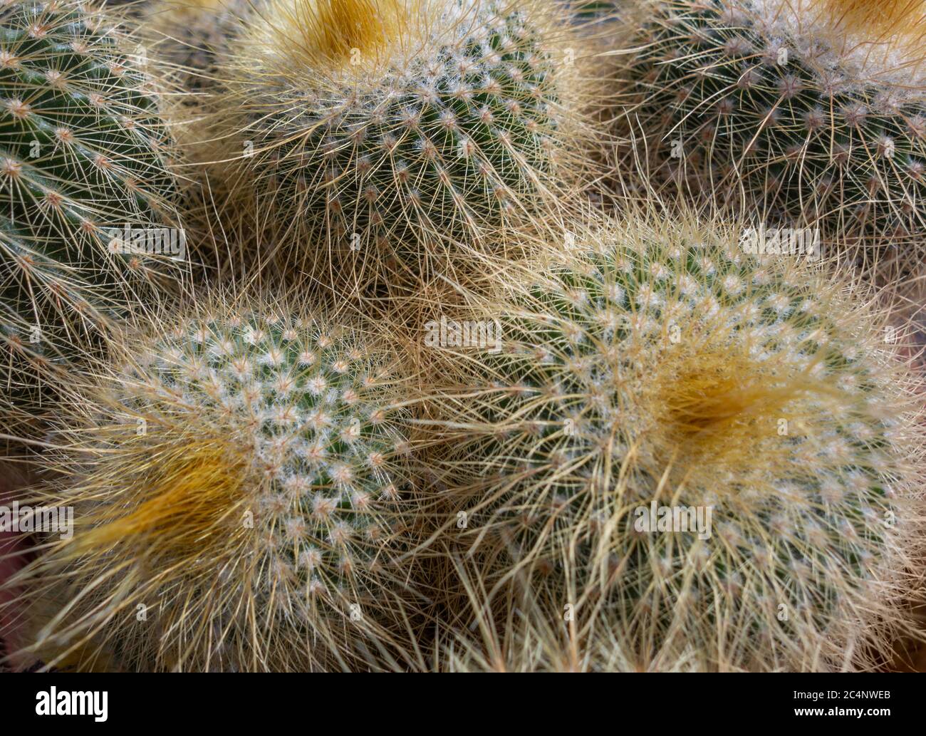 full frame closeup shot of some spiky cactuses Stock Photo - Alamy