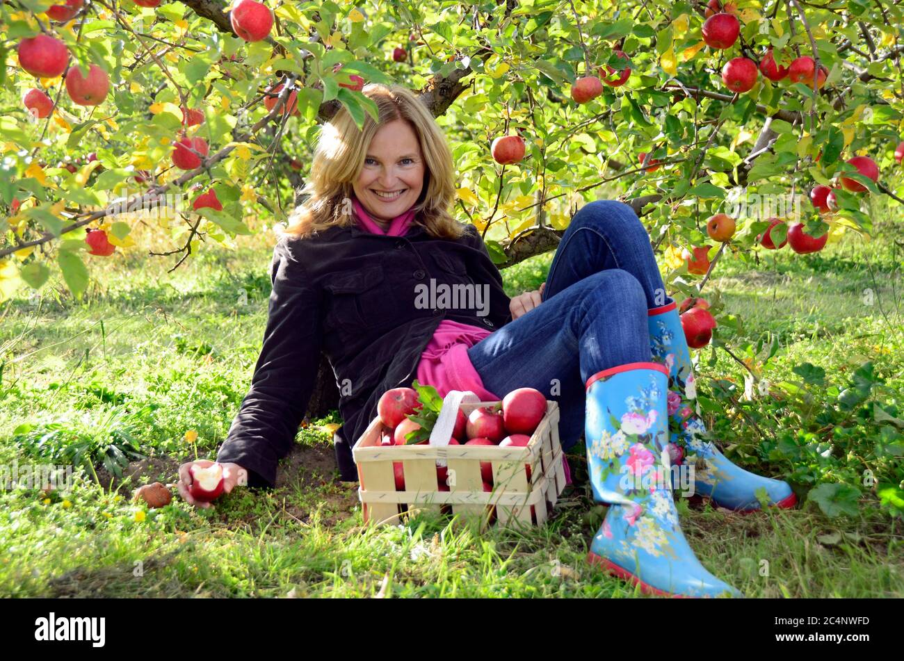 Woman enjoys self harvest of apples Stock Photo - Alamy
