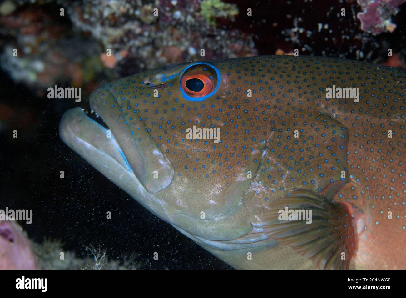 Leopard coral grouper, Plectropomus leopardus, Heron Island, Great ...
