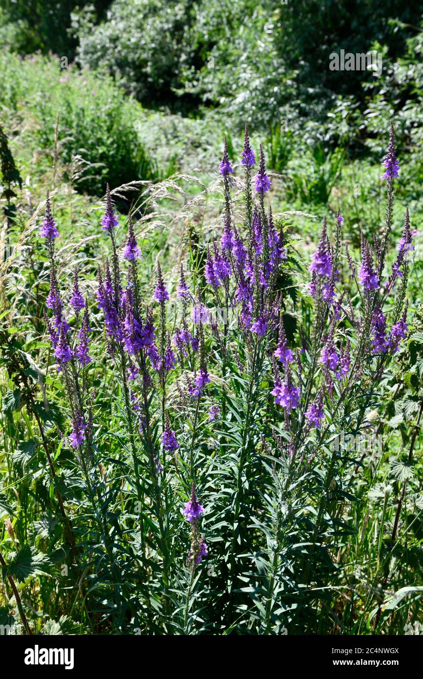 Vipers Bugloss Flower in the Wild ( Echium vulgare Stock Photo - Alamy