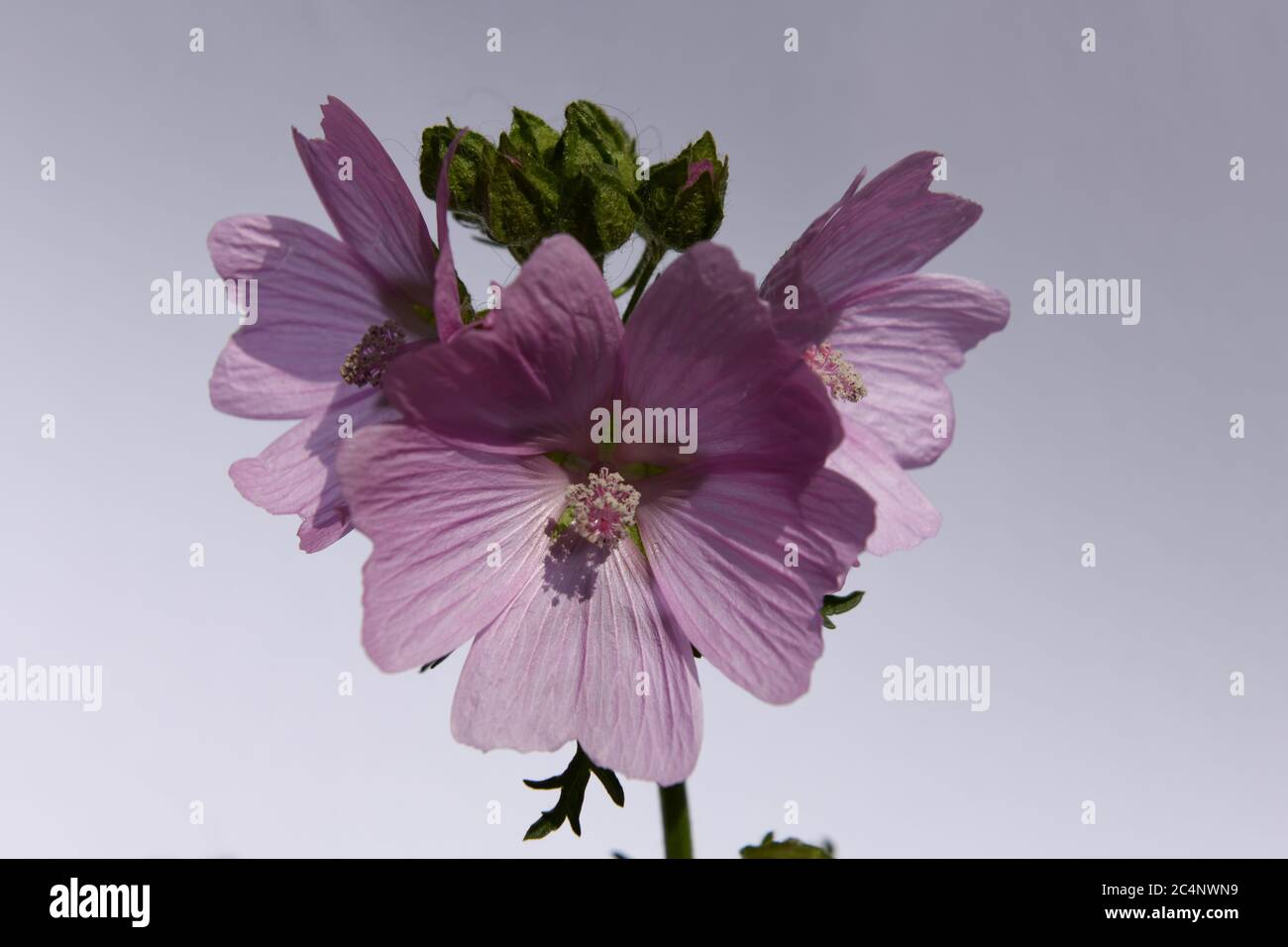 Malva moschata rosea hi-res stock photography and images - Alamy