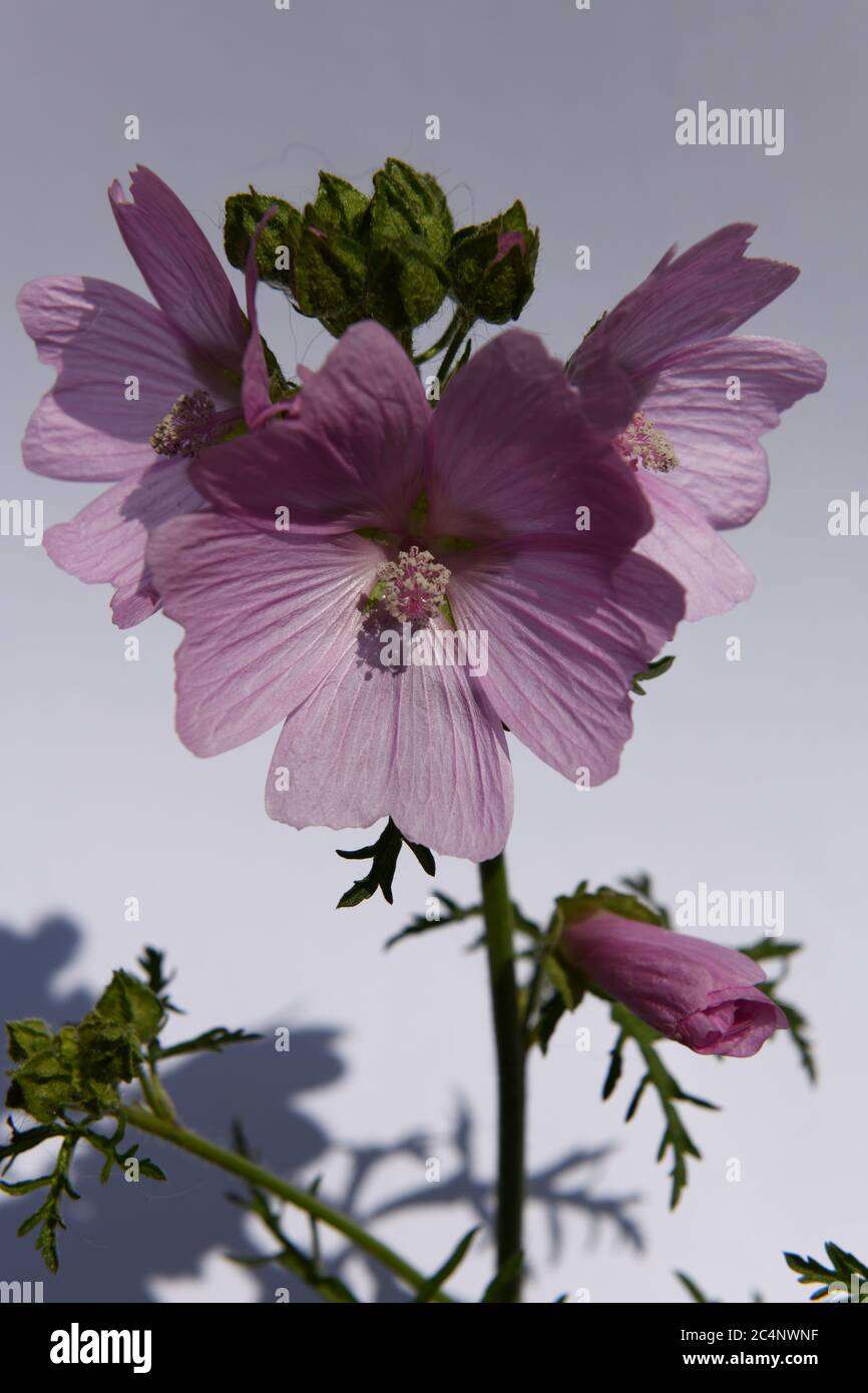 Musk mallow (malva moschata rosea) hi-res stock photography and images ...