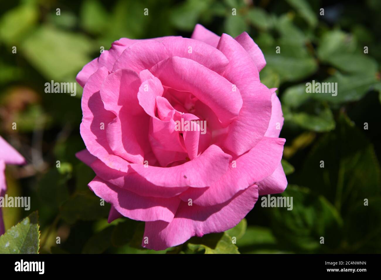 Single Rose Head (Rosa Stock Photo - Alamy