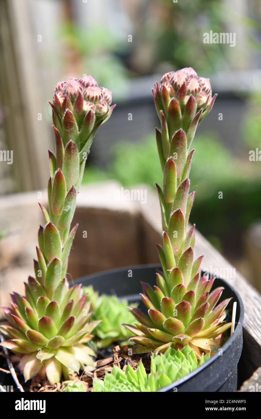 Mountain Houseleek Flower (sempervivum montanum Stock Photo - Alamy