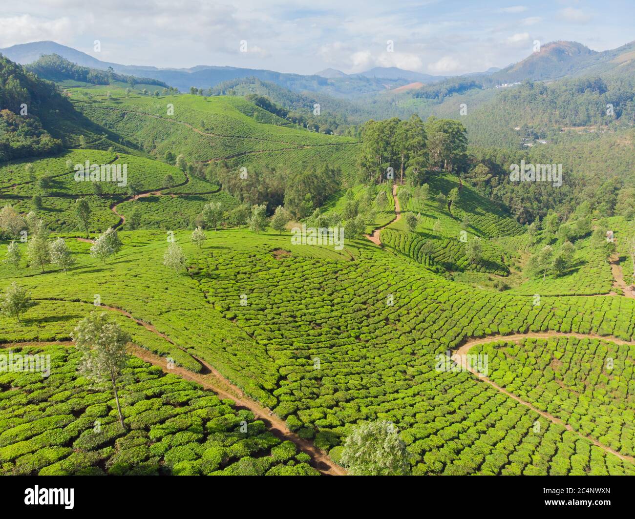 Aerial view of tea plantations near the city of Munar. India Stock ...