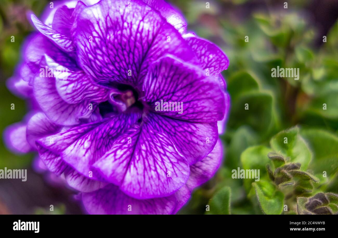 Closeup flower head hi-res stock photography and images - Alamy