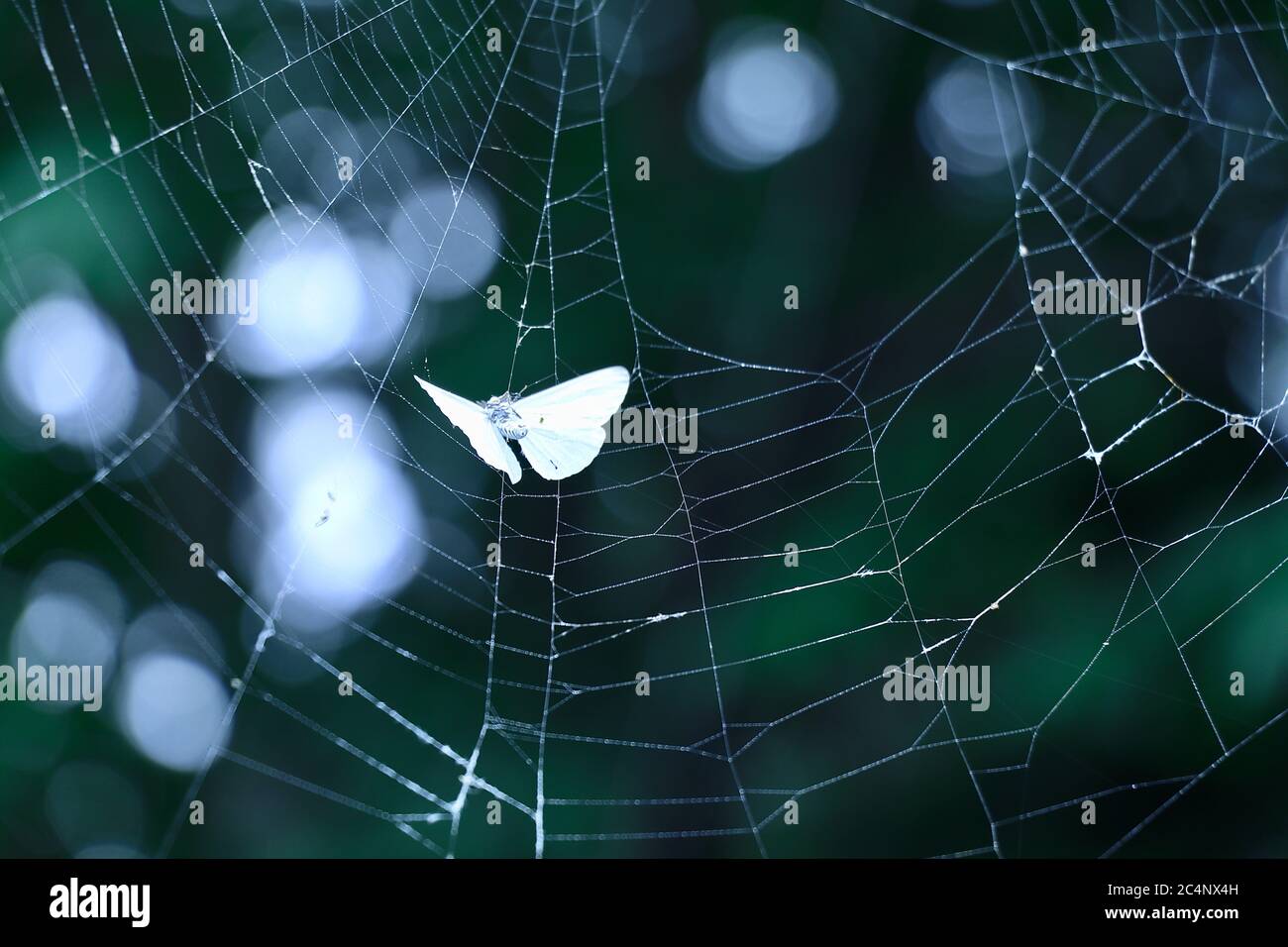 Selective focus shot of a White-satin moth in a spider web captured in ...