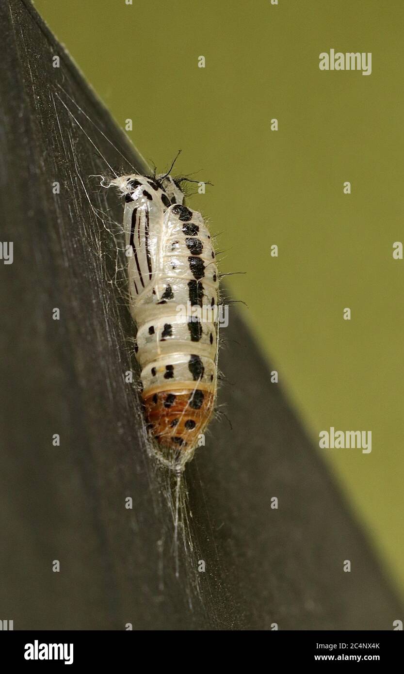 Brown Cocoon Identification