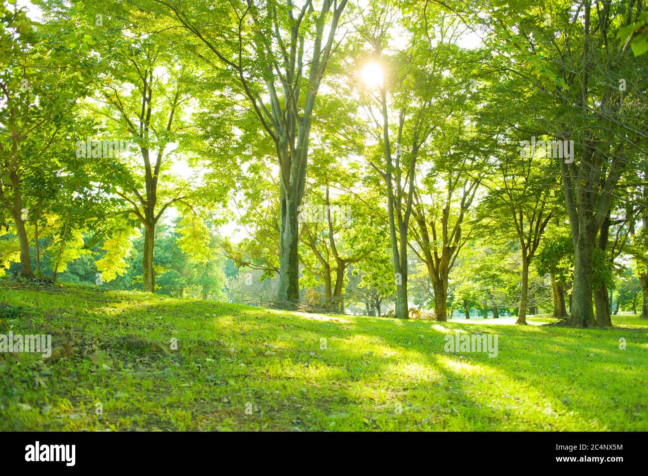 Sunshine and natural shade hi-res stock photography and images - Alamy