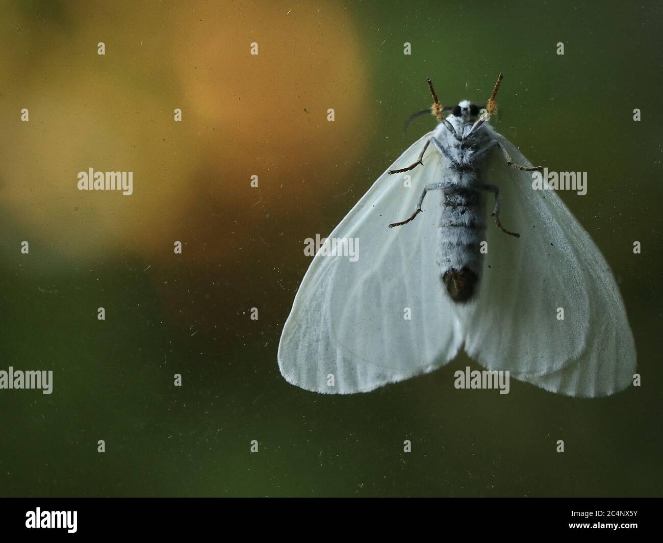 White Satin Moth High Resolution Stock Photography and Images - Alamy