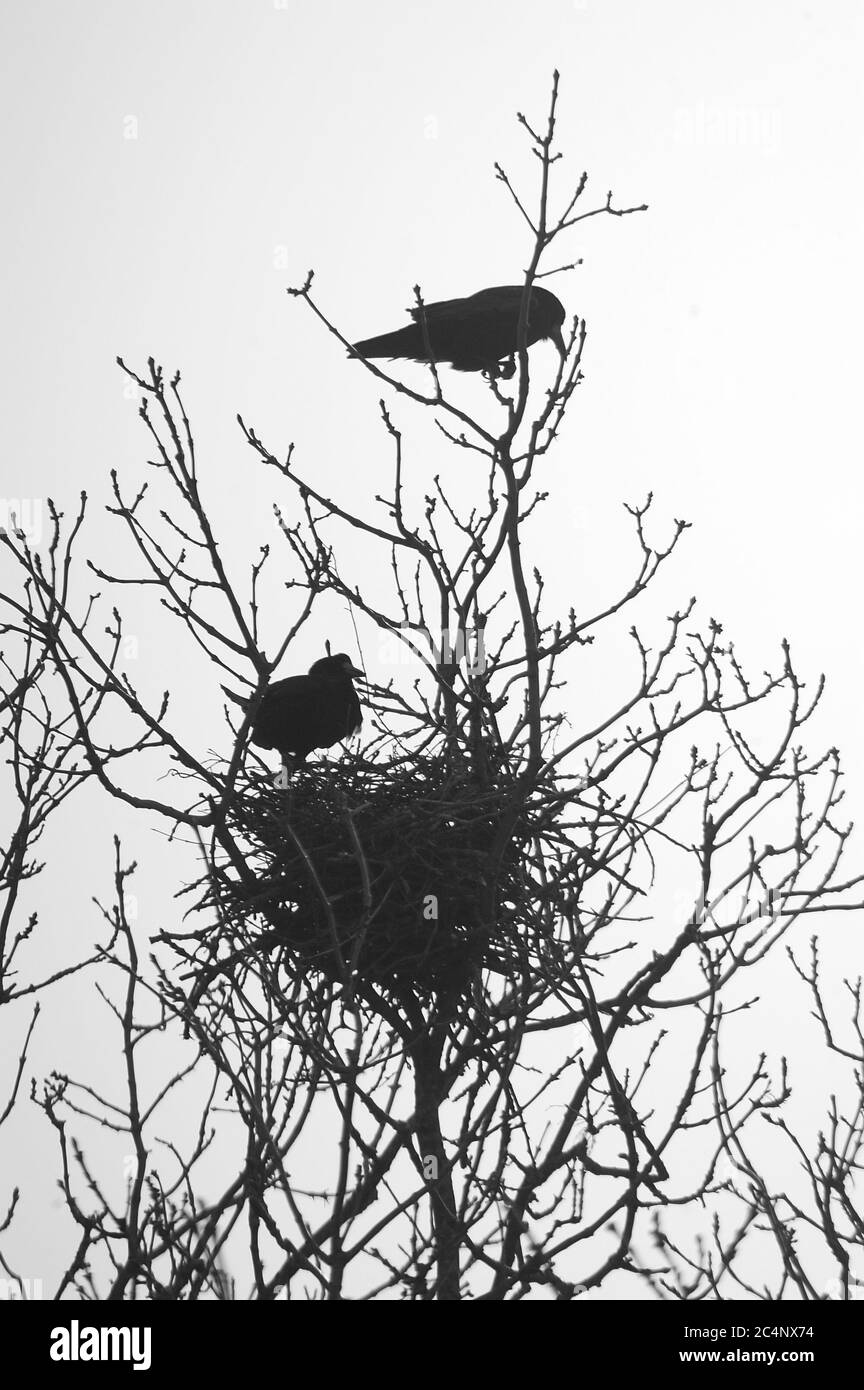 Grey crow beak Black and White Stock Photos & Images - Alamy