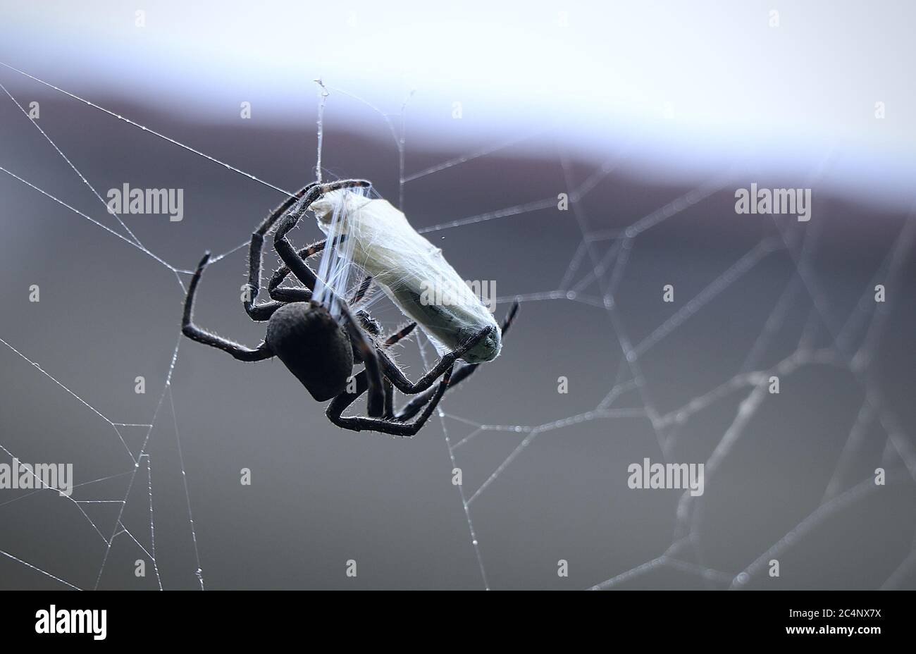 Selective focus shot of a spider spinning its web over a white-satin ...