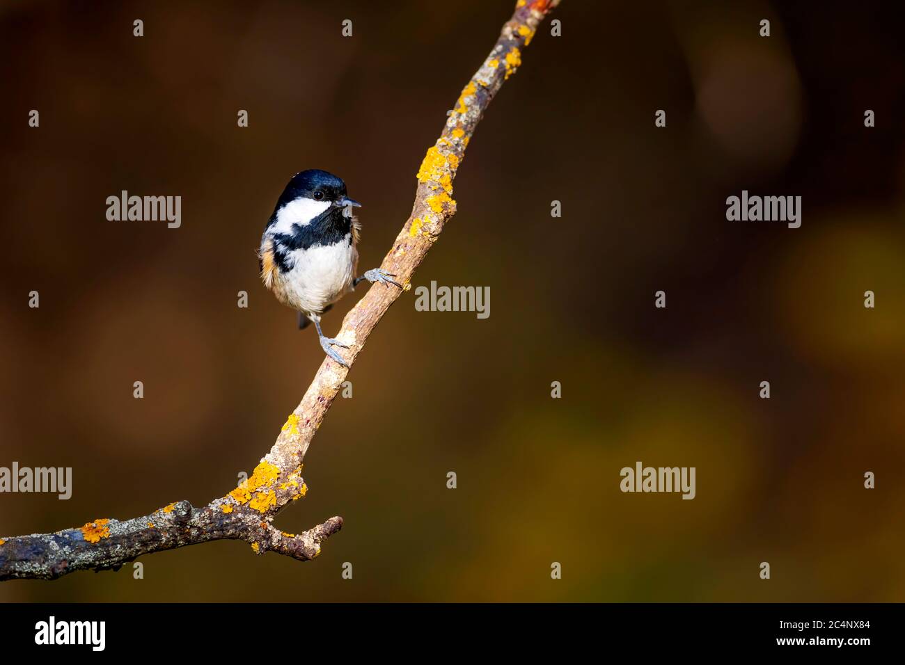 Cute little bird. Nature background. Park, garden forest bird: Coal tit ...