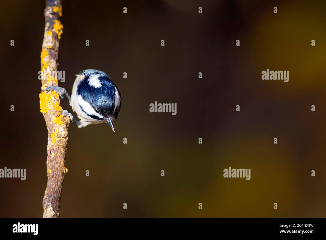 Cute little bird. Nature background. Park, garden forest bird: Coal tit ...
