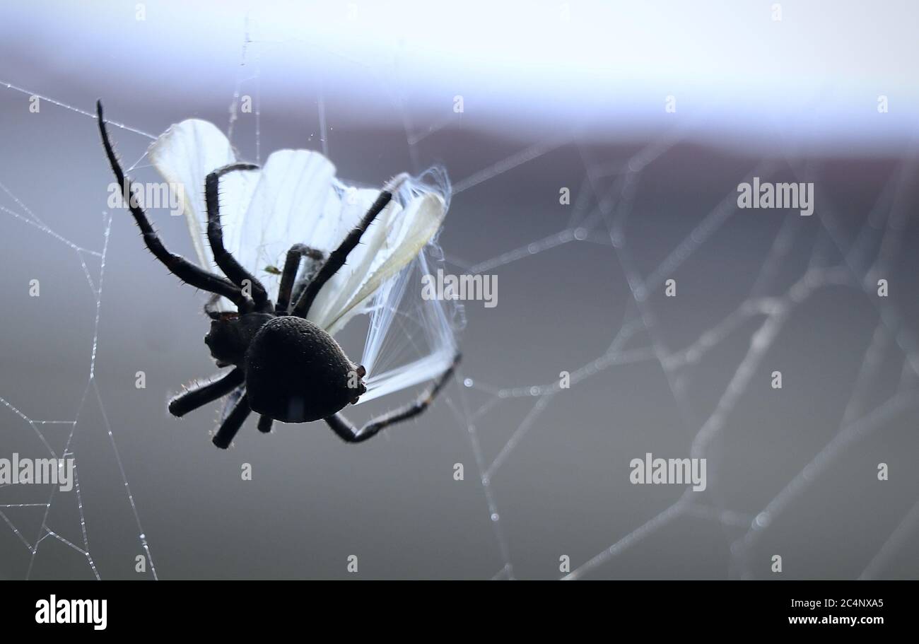 Selective focus shot of a spider spinning its web over a white-satin ...