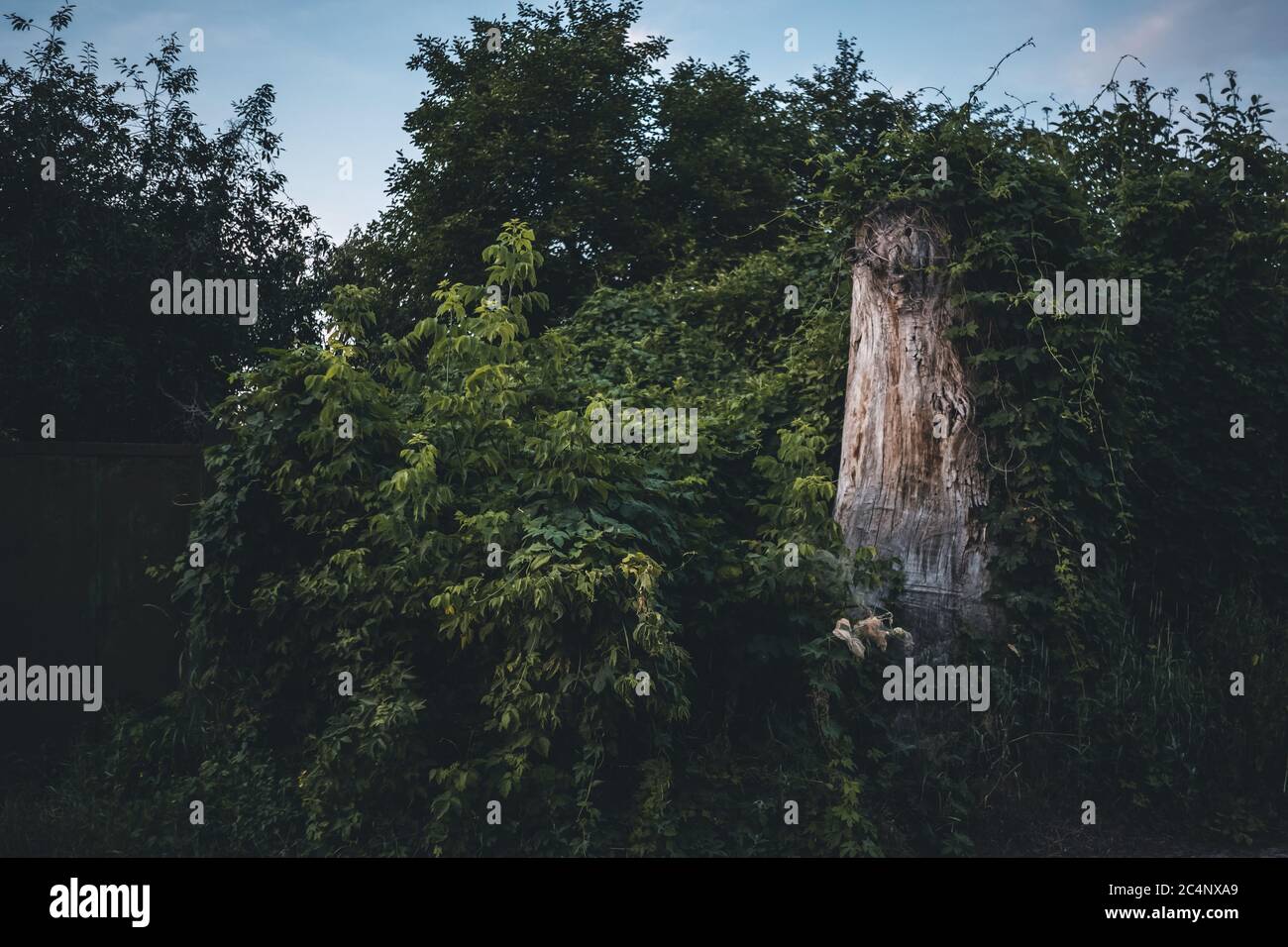 Old leafless tree growing hi-res stock photography and images - Alamy
