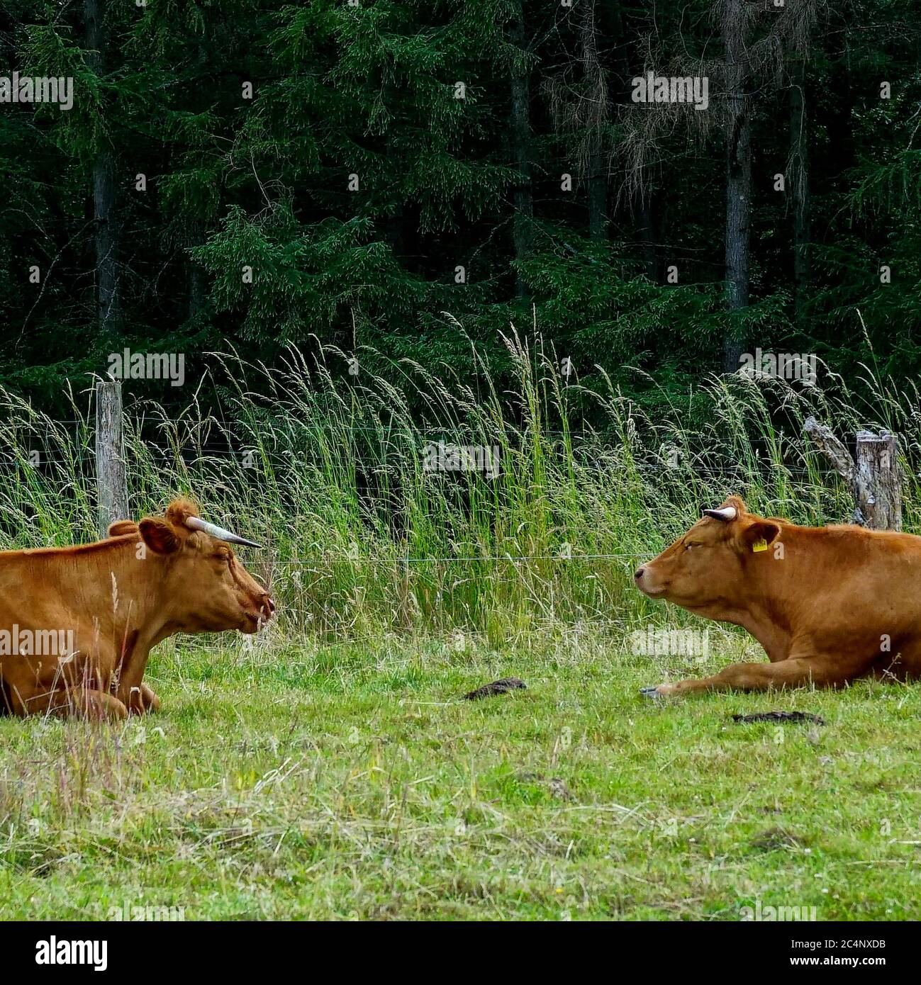 Two brown cows lying on the green grass opposite each other Stock Photo ...