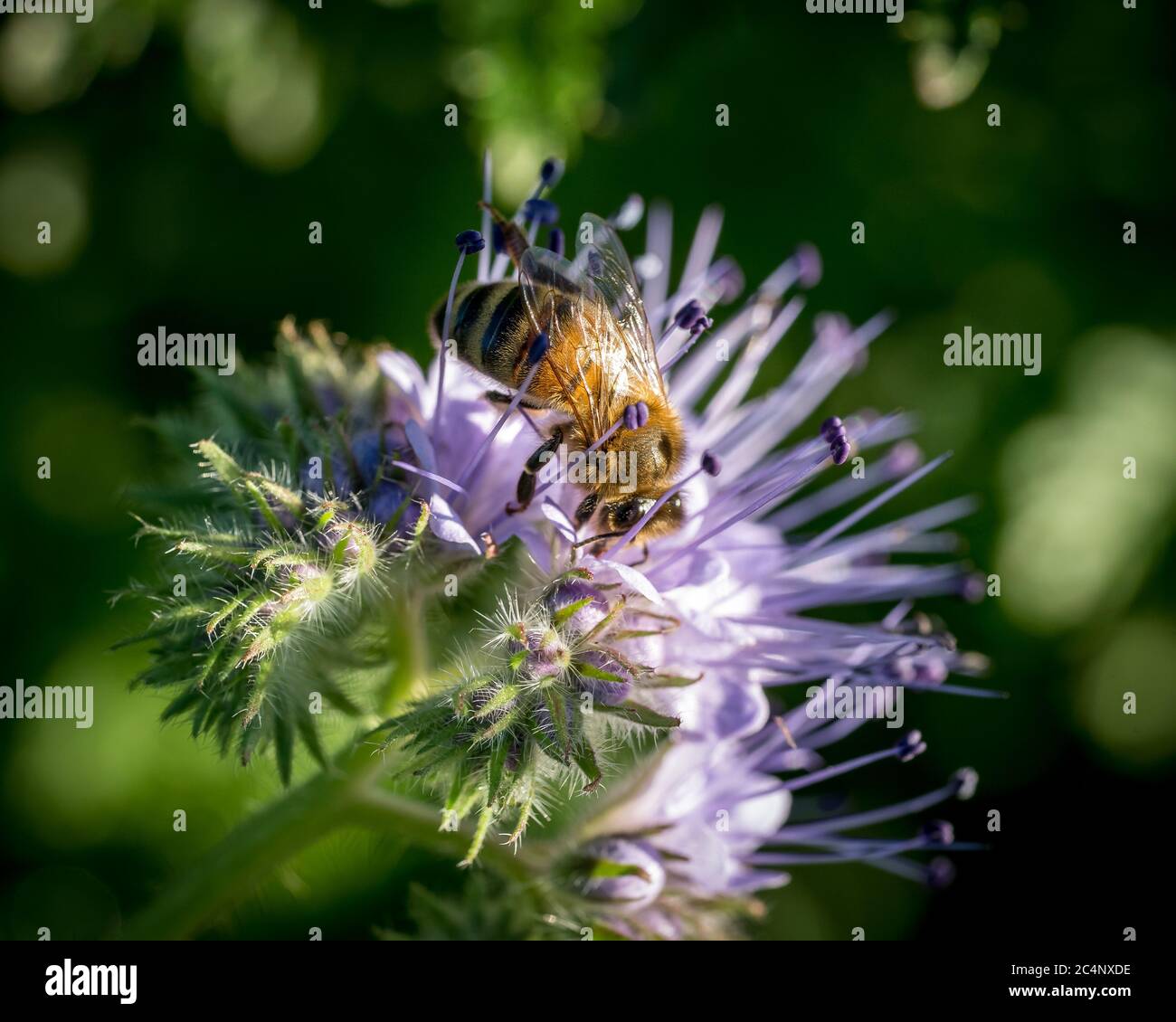 Bee on a Purple Flower – Nature's Pollinator in Focus Stock Photo - Alamy