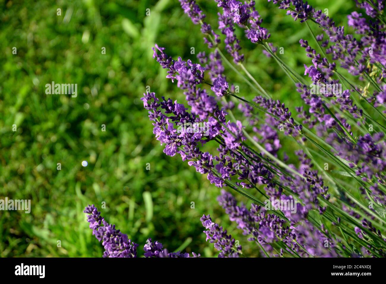 purple lavender flowers in the garden in the summer sun Stock Photo - Alamy