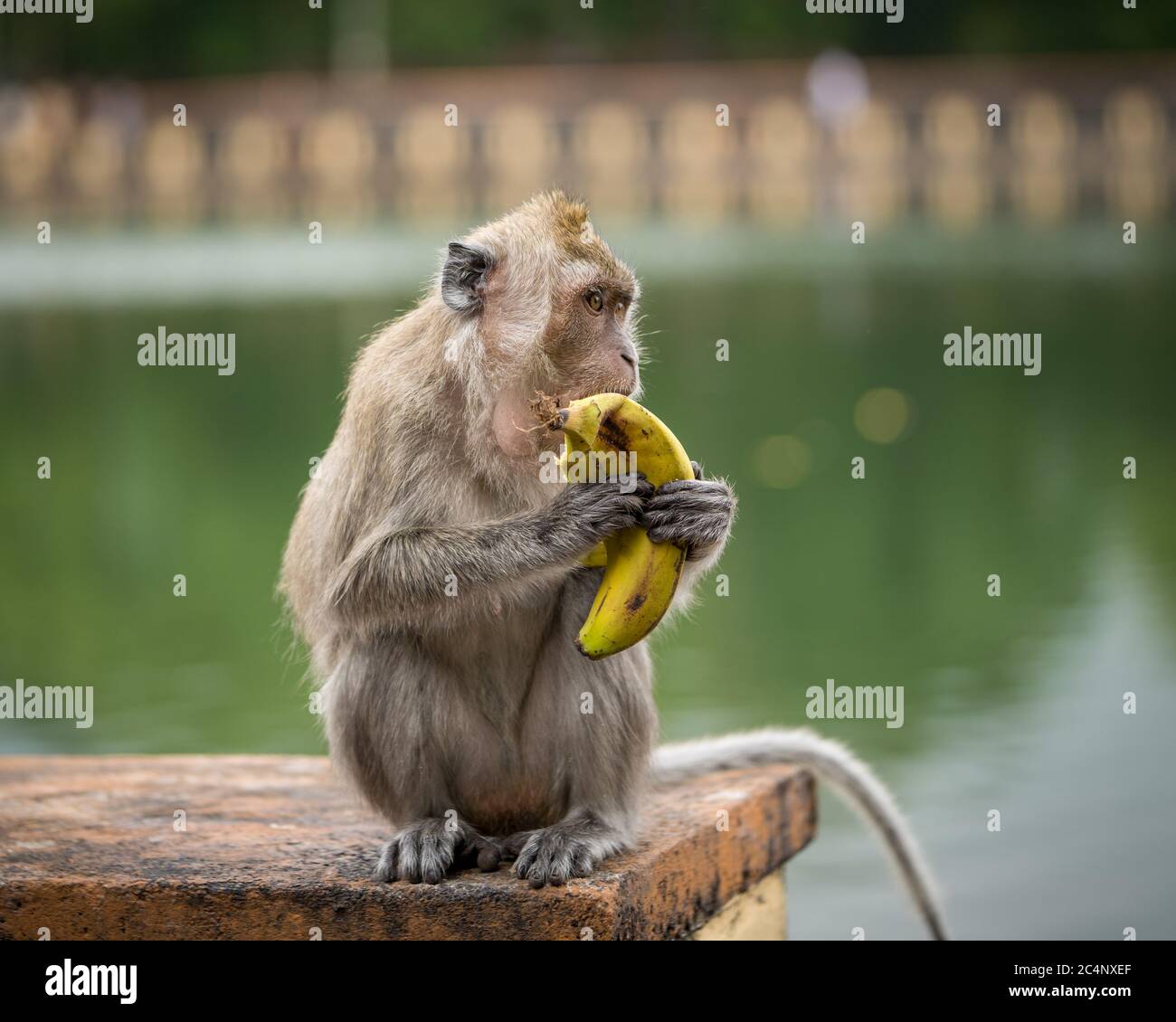Mauritius Wildlife – A Rich Ecosystem of Nature’s Wonders Stock Photo ...
