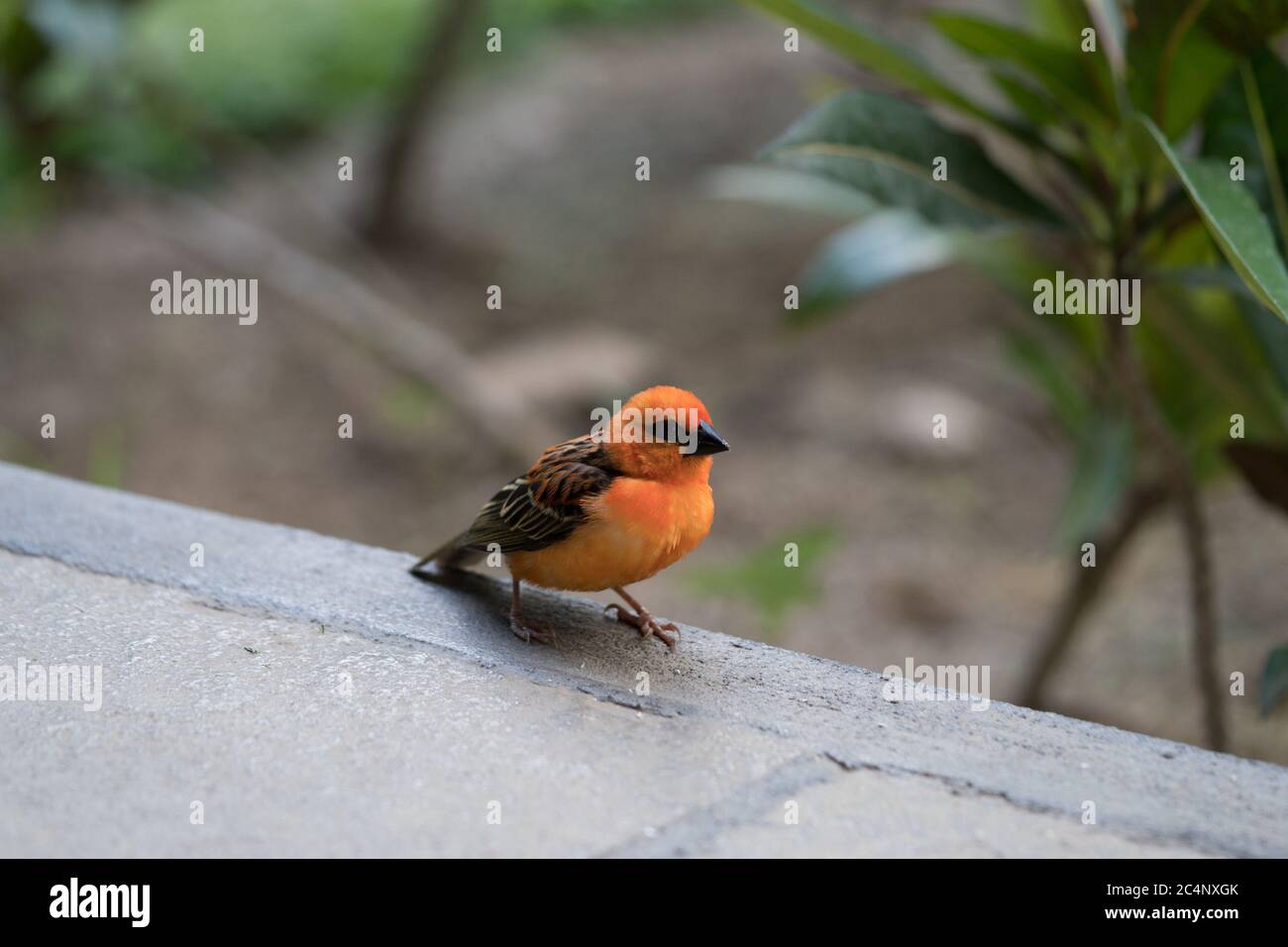Mauritius Wildlife – A Rich Ecosystem of Nature’s Wonders Stock Photo ...